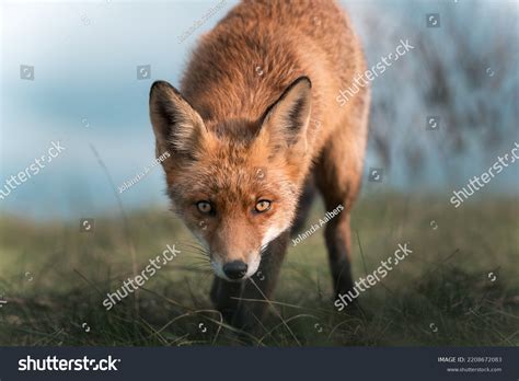 Fox Green Background Stock Photos - 48,360 Images | Shutterstock
