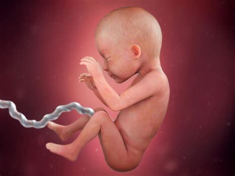 Feto De 26 Semanas Ultrasound Of A Fetus At 26 Weeks Stock Photo