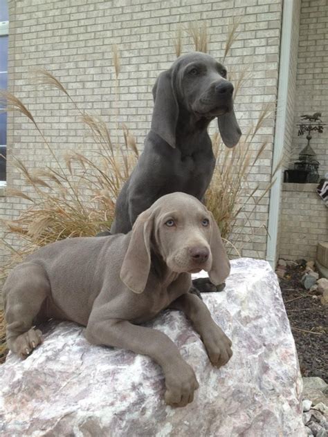 Веймаранер in 2020 | Weimaraner puppies, Dogs, Weimaraner dogs