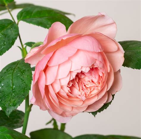 Rosa The Alnwick Rose - Rose The Alnwick Rose | jetzt günstig online ...