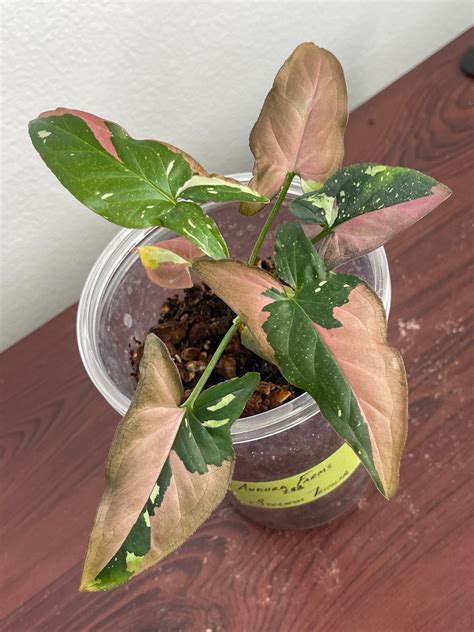 Syngonium Tricolor - Etsy