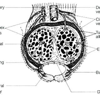 (PDF) Dorsal inlay buccal mucosal graft (Asopa) urethroplasty for ...