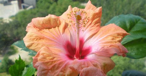 Гибискус дома: Hibiscus rosa-sinensis Bangkok