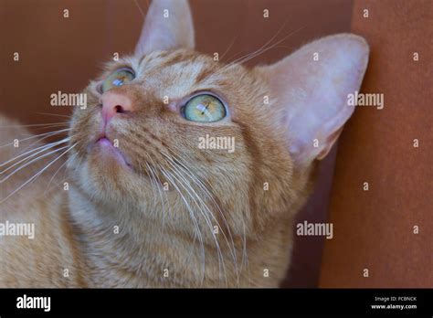 cat, pussy, pussycat, feline, catlike, cattish, animal, puss, kitten ...