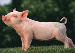 Pig Facts Primary Resource - National Geographic Kids
