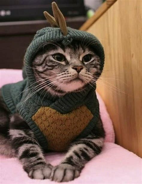 Милые котики в костюмах - 87 фото