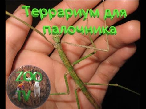 Как сделать террариум для палочника - YouTube