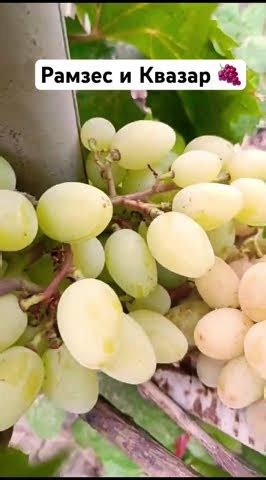 Виноград Рамзес и Квазар 🍇. На 23.07.24 #сад #дача - YouTube
