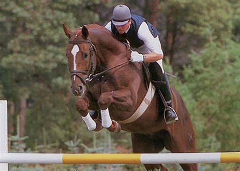 Espri | State Stud Celle | International Horse Breeders