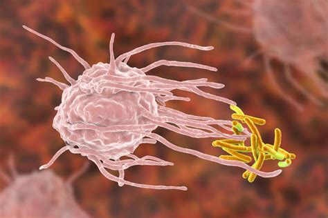 Makrophage Bilder – Durchsuchen 5,645 Archivfotos, Vektorgrafiken und ...