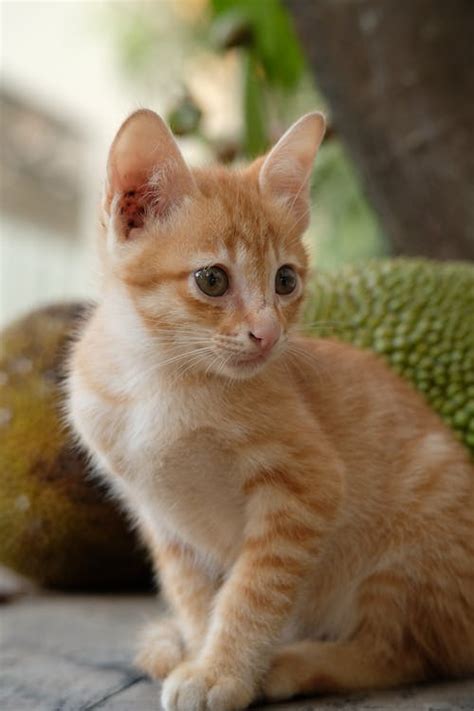 An Adorable Tabby Cat · Free Stock Photo