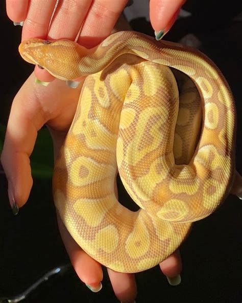 Banana Ball Python | Ball python, Pet snake, Cute snake