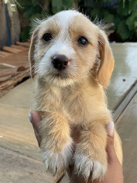 MACADAMIA | SpecialDogs e.V.