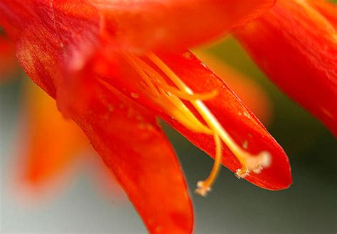 Крокосмия (Crocosmia, Montbretia)