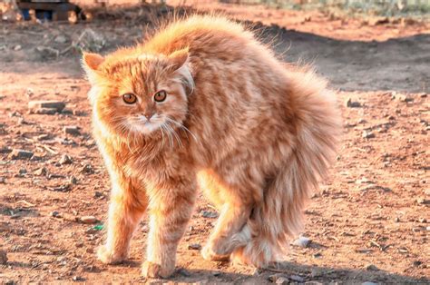 Котодемон | Пикабу