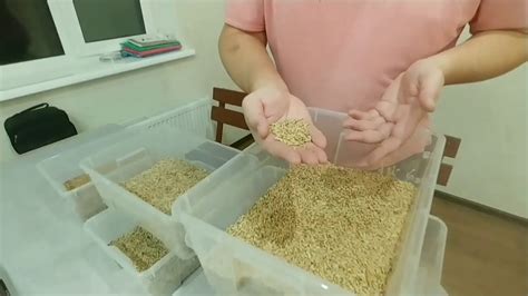 Солод ржаной, ячменный, пшеничный!! Как вырастить солод в домашних ...