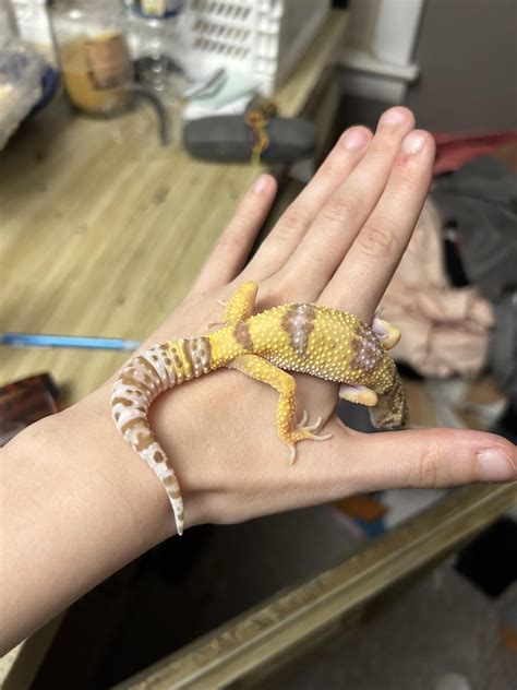 Pics of Shrimpy before and after a change in diet/heating : r/leopardgeckos