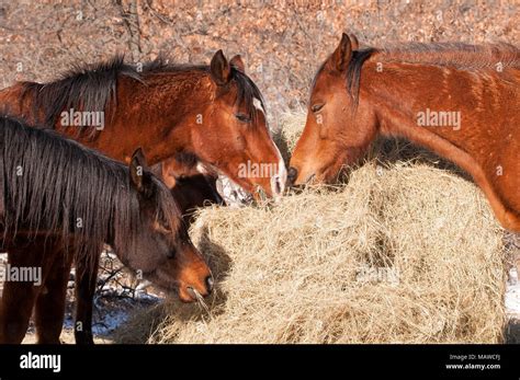 Pferde weide -Fotos und -Bildmaterial in hoher Auflösung – Alamy