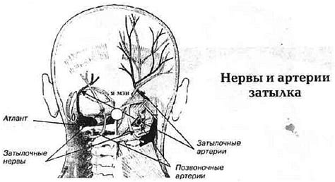 Анатомия жизни и смерти. Жизненно важные точки на теле человека