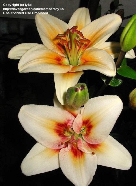 PlantFiles Pictures: Asiatic Lily 'Tinos' (Lilium) by tyke