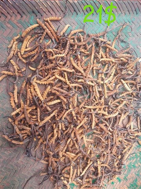 Кордицепс из Индии (Кордицепс китайский - Ophiocordyceps sinensis ...