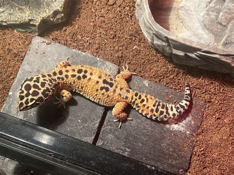 Leopard geckos toes look weird? More info in comments : r/leopardgeckos
