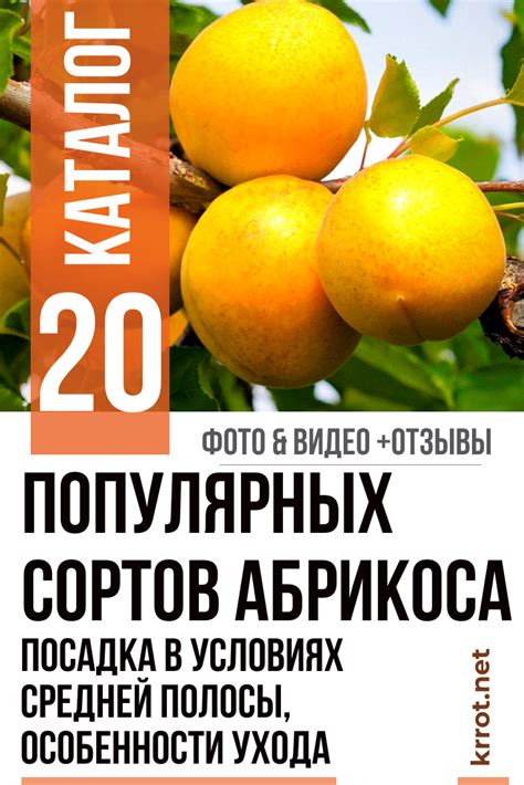 Абрикос: Описание 20 Сортов, Посадка, Уход (33 Фото)+Отзывы