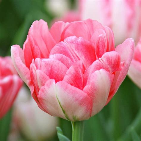 Foxtrot - Tulipgarden
