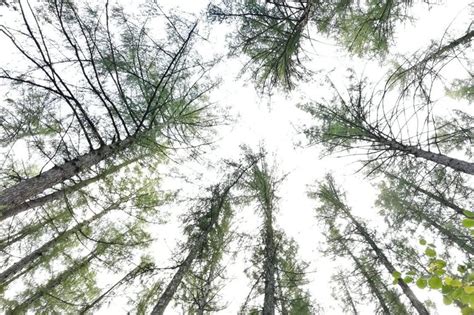 У Ніжинському районі святкують 111-й день народження плантації модрини ...