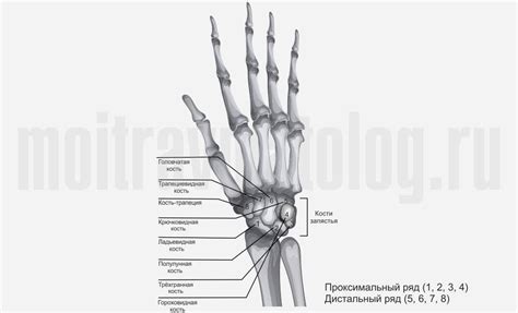 Перелом руки в запястье (перелом запястья): симптомы, признаки, лечение ...