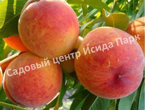 Саженцы персика купить в Москве и Подмосковье по цене от 500 рублей﻿