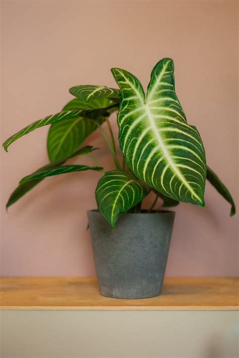 Xanthosoma Lindenii — Plantologie