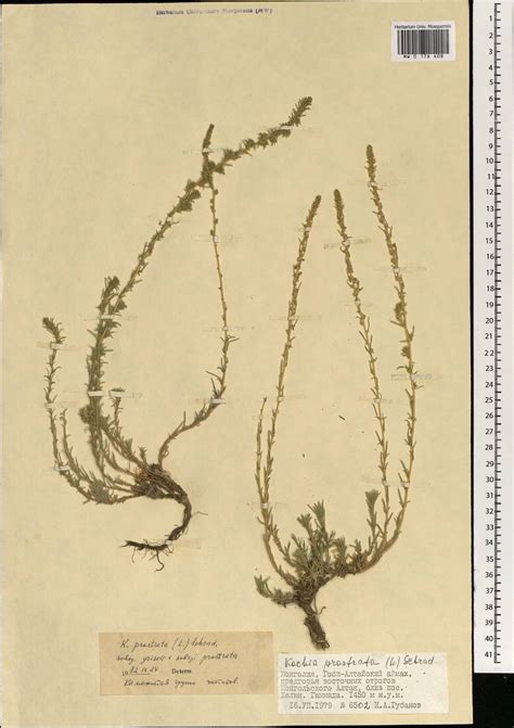 MW0176408, Kochia prostrata (Прутняк стелющийся), specimen