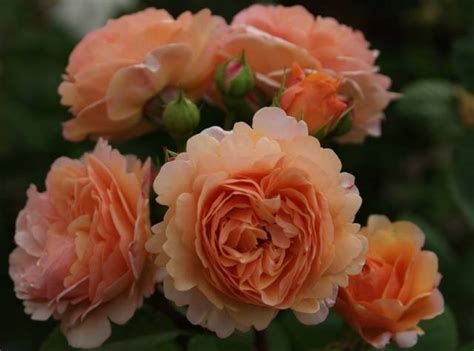 Английская роза Чарльз Остин. Charles Austin rose | PLANTE.md