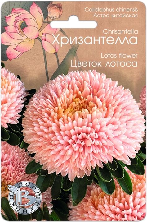 Астра китайская Хризантелла Цветок Лотоса купить, отзывы, фото ...