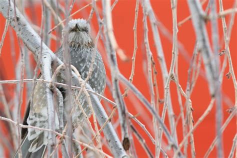 Premium Photo | A grey bird