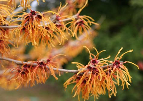Купить саженцы Гамамелис (Волшебный орех) Hamamelis japonica Sandra с ...
