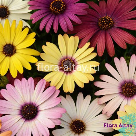 Остеоспермум Акилла | Flora Altay