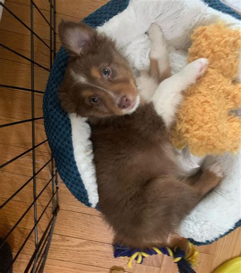 Moose three weeks ago [10 weeks old] : r/miniaussie
