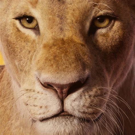 Download Brown Mane Lion Face Wallpaper | Wallpapers.com