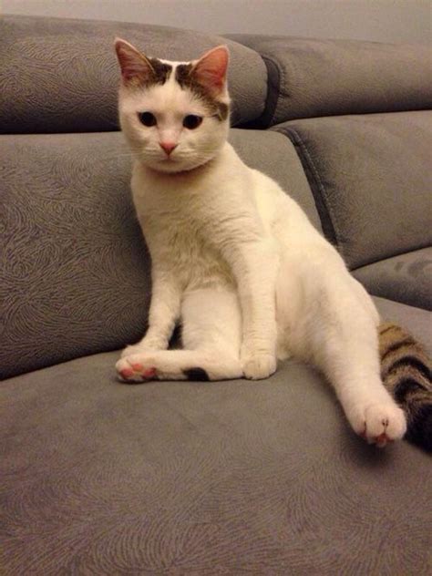 Relax! Funny Animals, Funny Pets, Kitty, Birds, Cats, Relax, Little ...