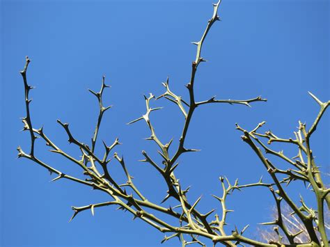 картинки : дерево, природа, трава, филиал, растение, небо, лист, цветок ...
