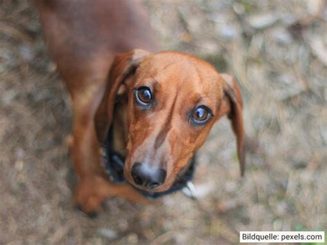 Entdecke PURINA BENEFUL Hundefutter – komplett & ausgewogen