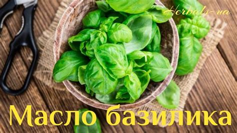 Базиликовое масло. Универсальное средство - YouTube