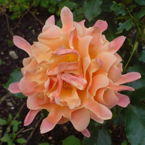 Роза Раффлс Дрим ~ Rose Ruffles Dream, флорибунда — Садовые ...