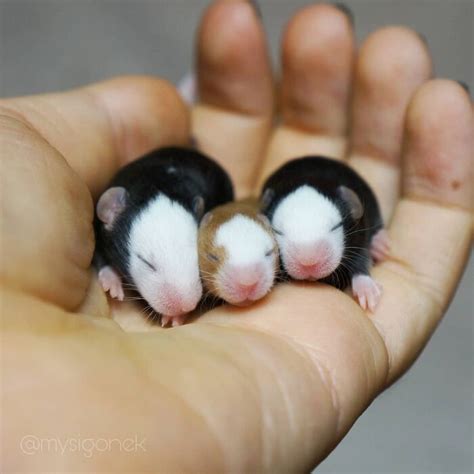 Polish Mouse Breeder Shares 40 Pics Of Their Fancy Mice