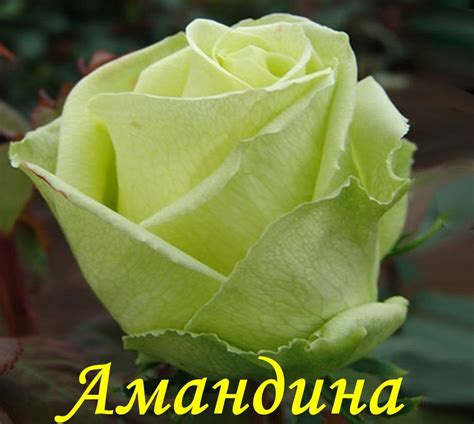 Амандина - Зеленый сад | Зеленый сад, Растения, Сад