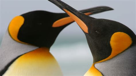 A Same-Sex Penguin Couple Has Adopted an Egg at a Berlin Zoo | Mental Floss