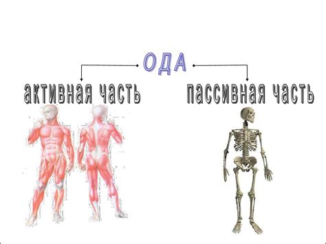 Опорно-двигательный аппарат - презентация онлайн