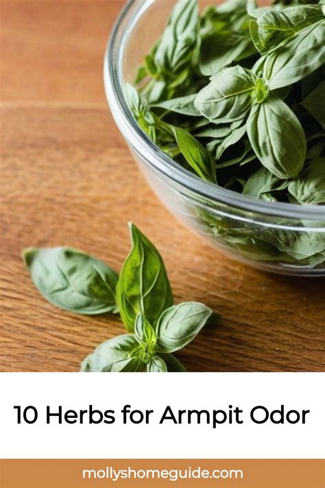 10 Herbs for Armpit Odor in 2024 | Armpit odor, Odor remedies, Smelly underarms